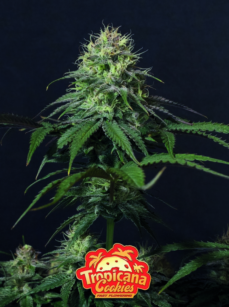 TROPICANA COOKIES FF – Phenomen Collection